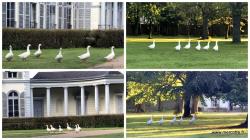 Biscuit à la cuillère, le secret de la réussite et toujours un peu de ...
